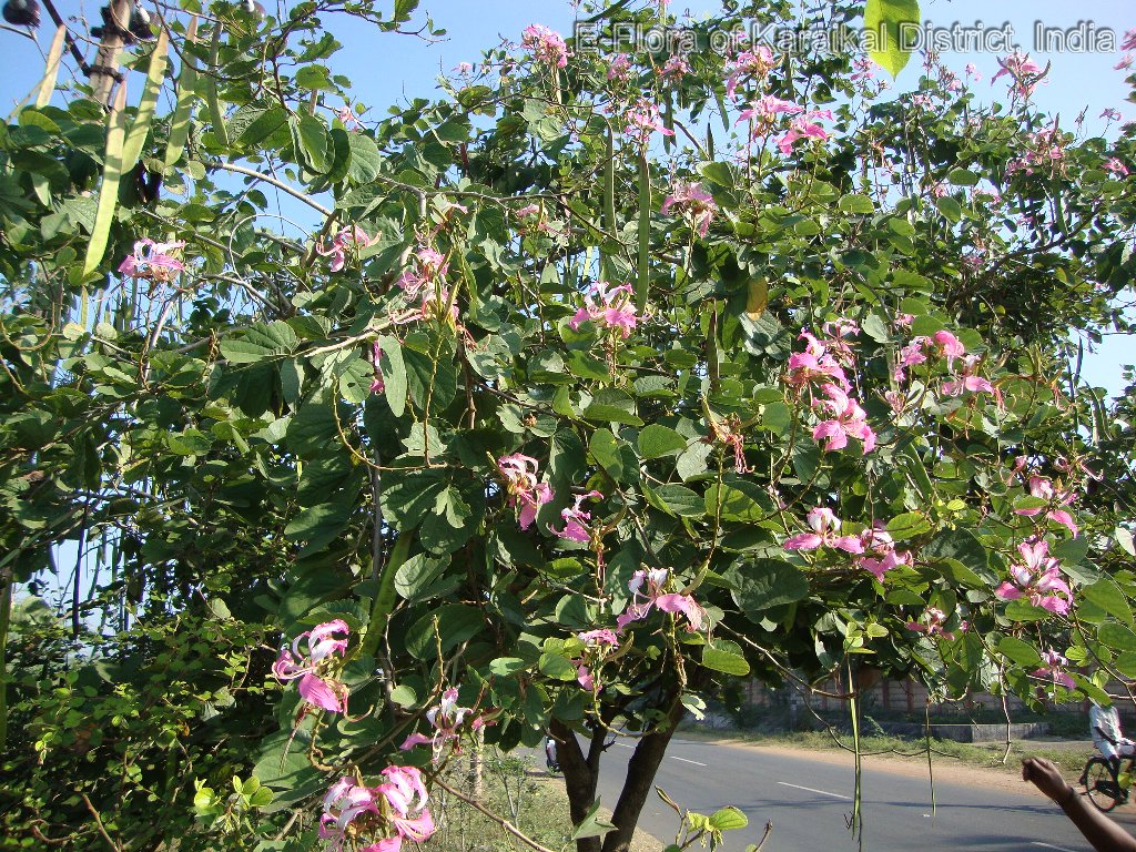 Plant Detail