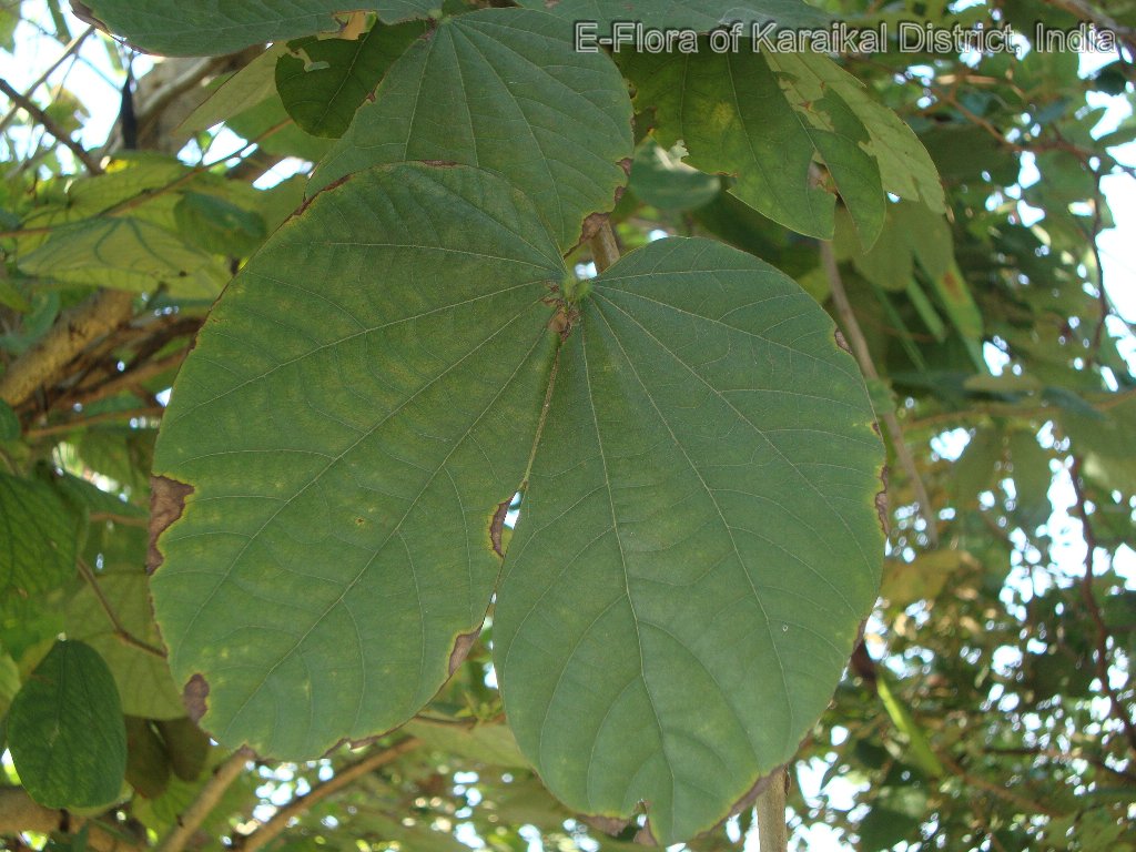 Plant Detail