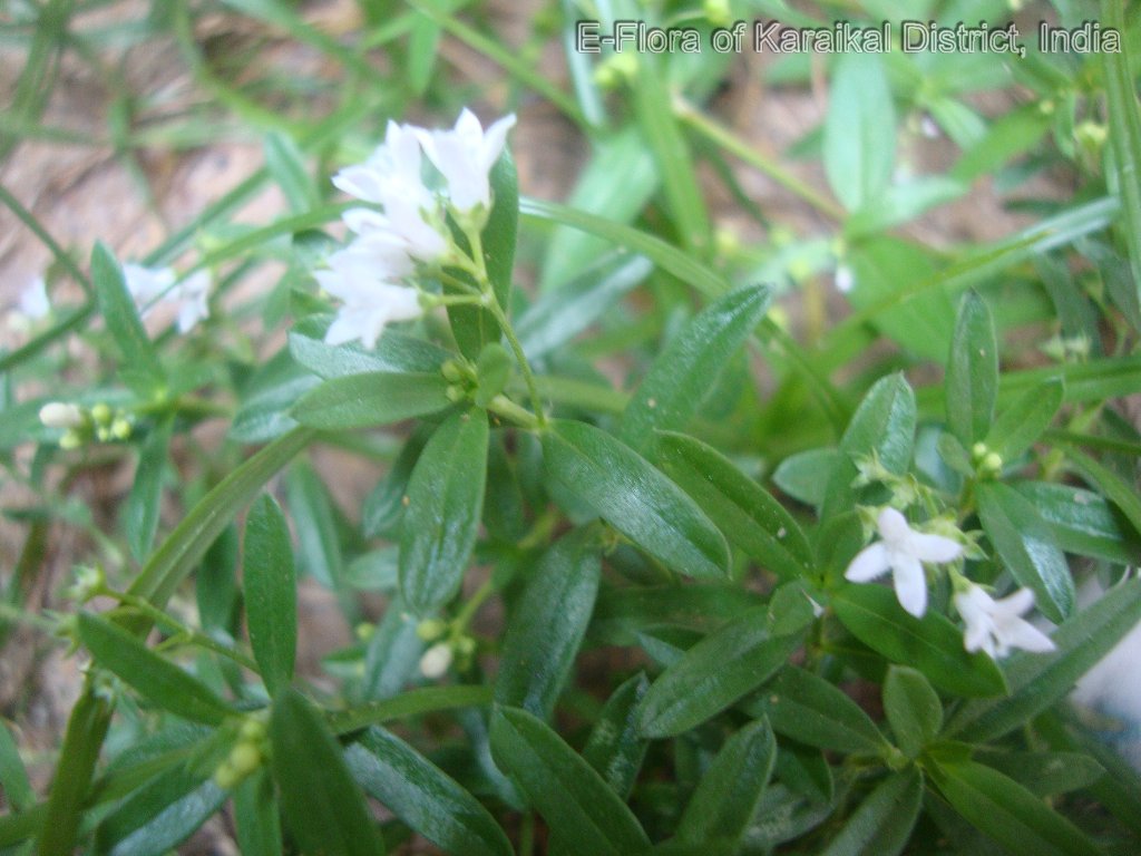 Plant Detail