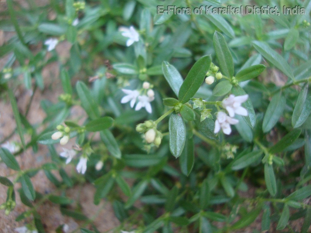 Plant Detail
