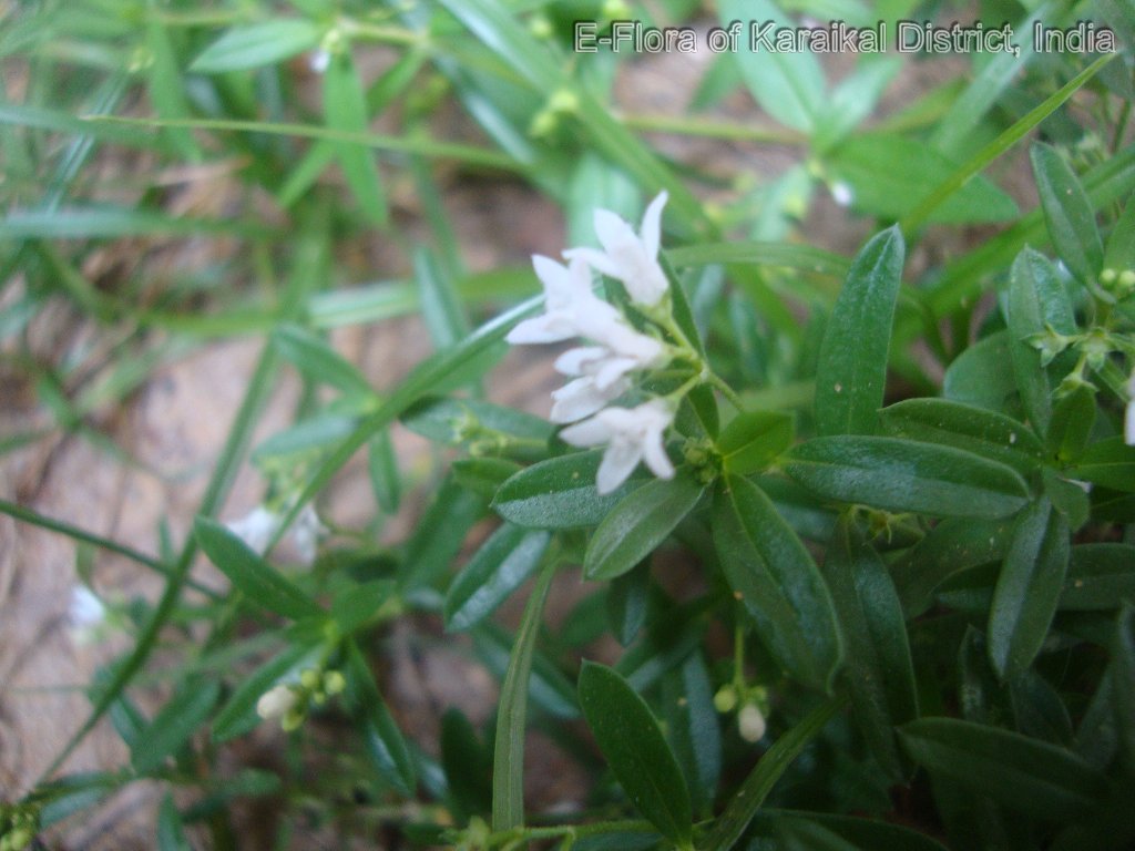 Plant Detail