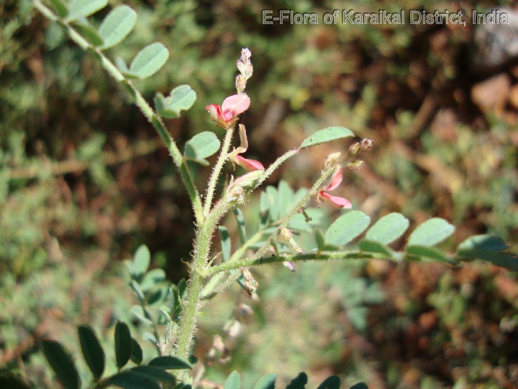 Plant Detail