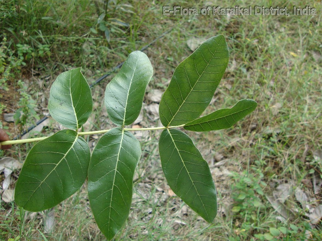 Plant Detail