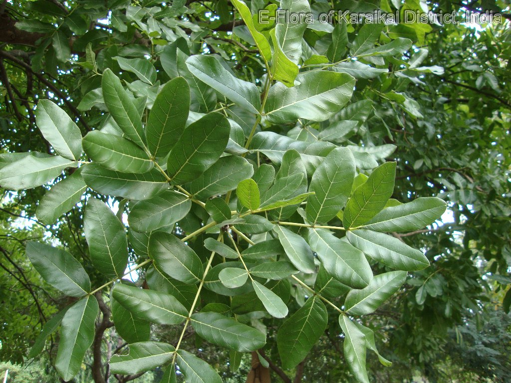 Plant Detail