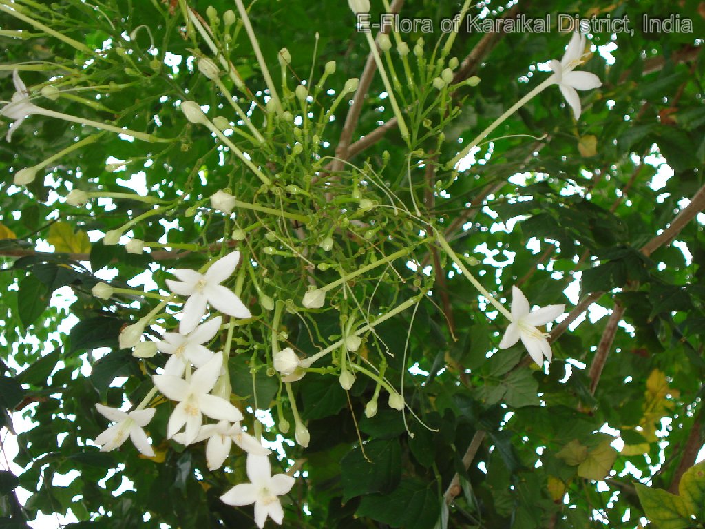 Plant Detail