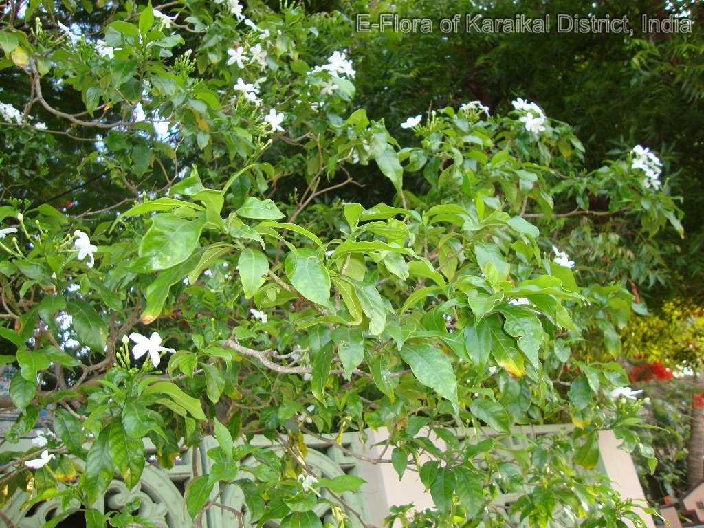 Plant Detail