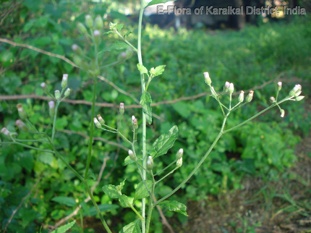 Plant Detail