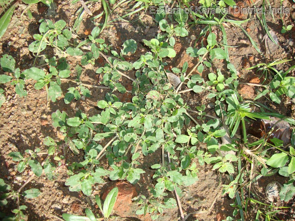 Triantema Decandra